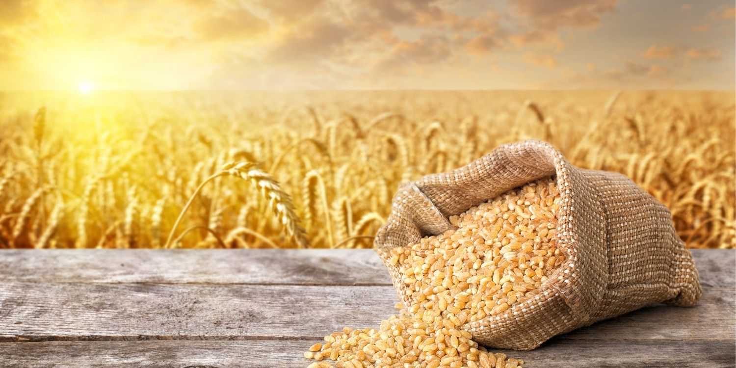 O TRIGO ESTÁ EM TODAS AS MESAS – CULTURAL